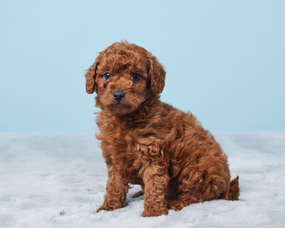 Bailey F1B Cavapoo