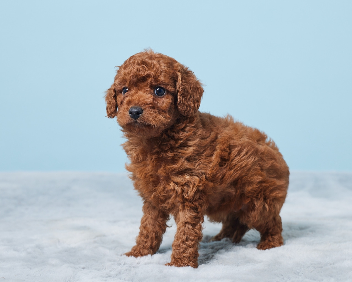 Bailey F1B Cavapoo
