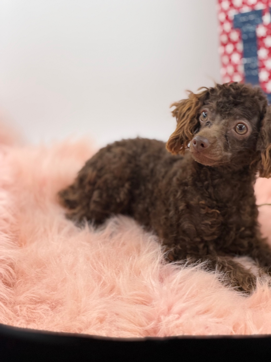 Ozzy Toy Poodle